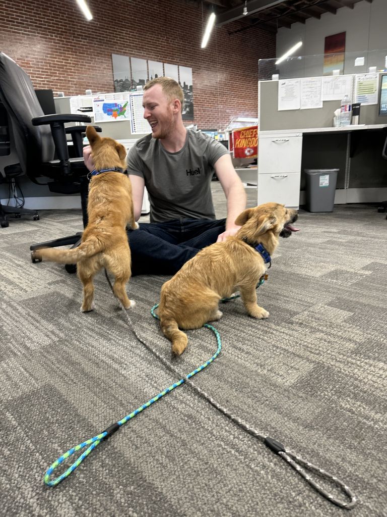 The Positive Impact of Dogs in the Office Environment | AirFixture